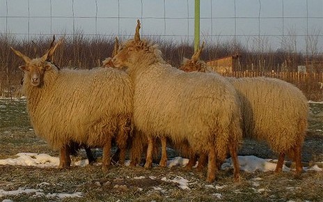 Racka